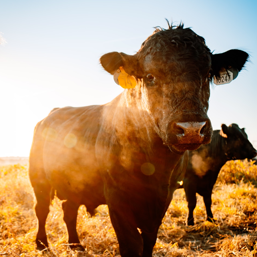 OUR FARM | McBee Meat Company