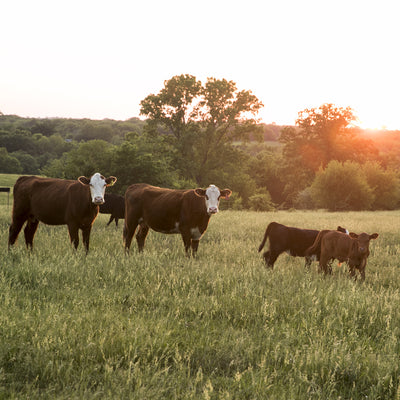 LOCAL PROCESSING | McBee Meat Company