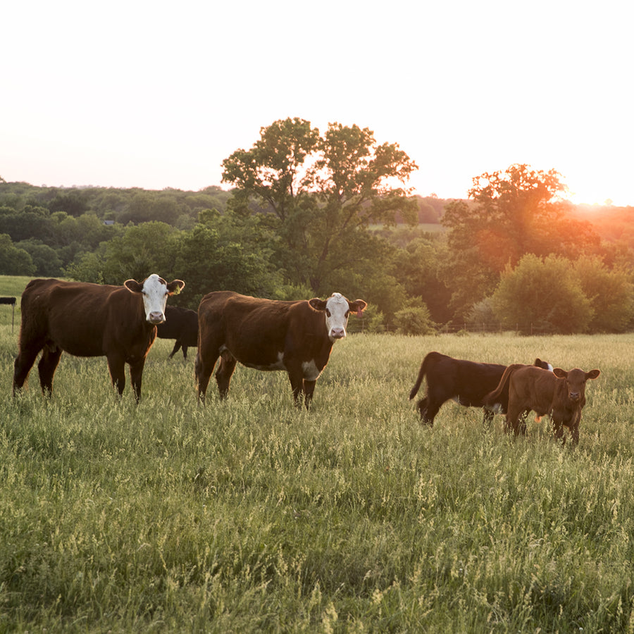 LOCAL PROCESSING | McBee Meat Company