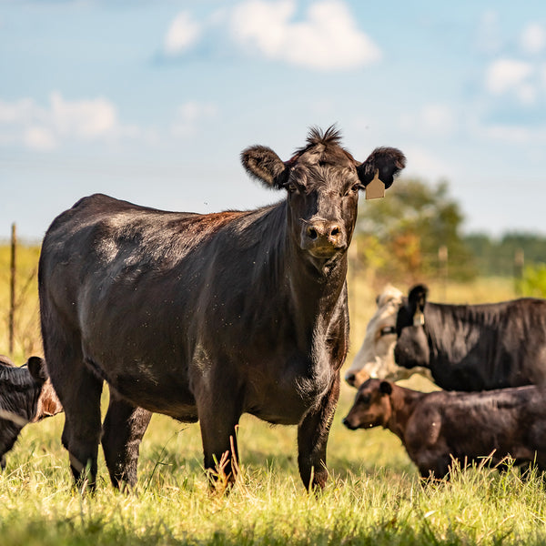 LOCAL PROCESSING | McBee Meat Company
