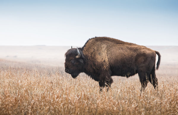 BISON PROCESSING | McBee Meat Company